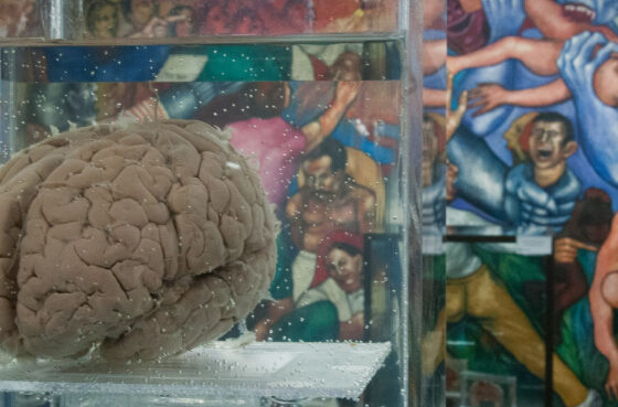 Scientists develop "complete" map of the brain with AI - Veritas News